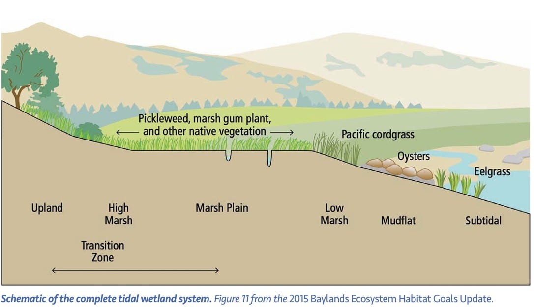 Tidal Wetlands - Citizens Committee to Complete the Refuge